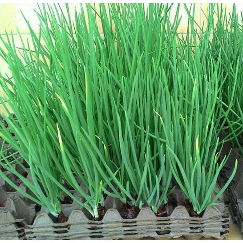 Jual tanaman daun bawang prei sayur | Shopee Indonesia