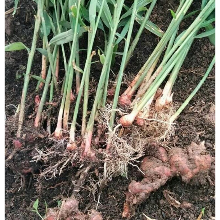 Jual BIBIT JAHE MERAH// Jual BIBIT JAHE MERAH//