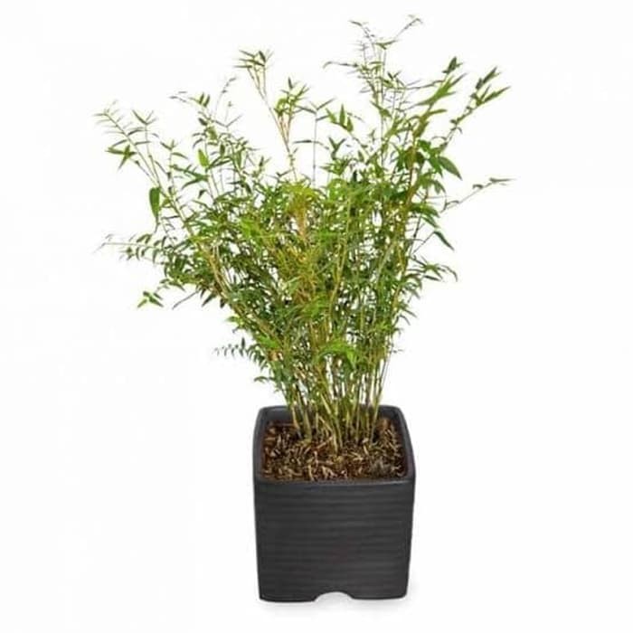 Jual Tanaman Bambu Kuning Mini | Shopee Indonesia