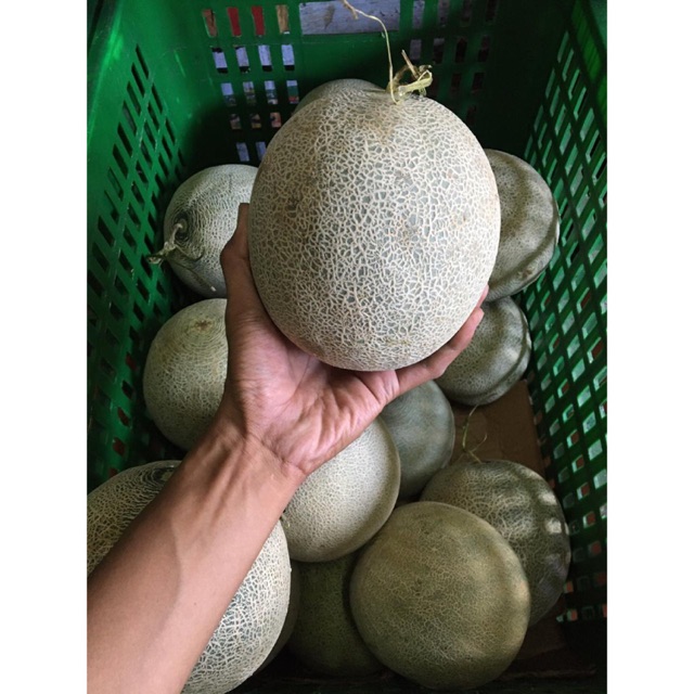 Jual Melon rock / buah melon 2kg fresh | Shopee Indonesia