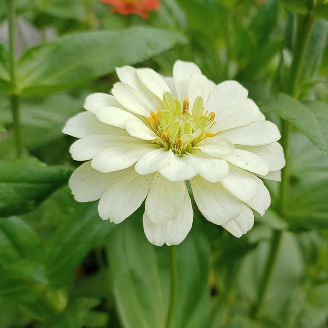 Jual BIJI BENIH BUNGA ZINNIA MIX COLOR BUNGA MINI ZINNIA BUNGA KERTAS ...
