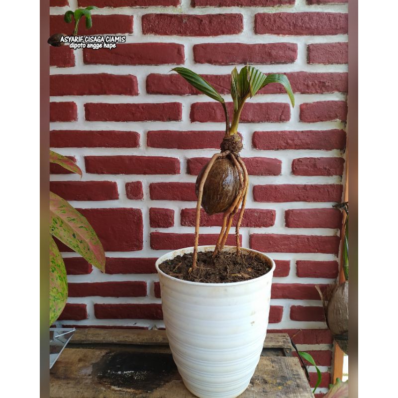 Jual BONSAI KELAPA MINION OREN / BONKLA MINION OREN | Shopee Indonesia