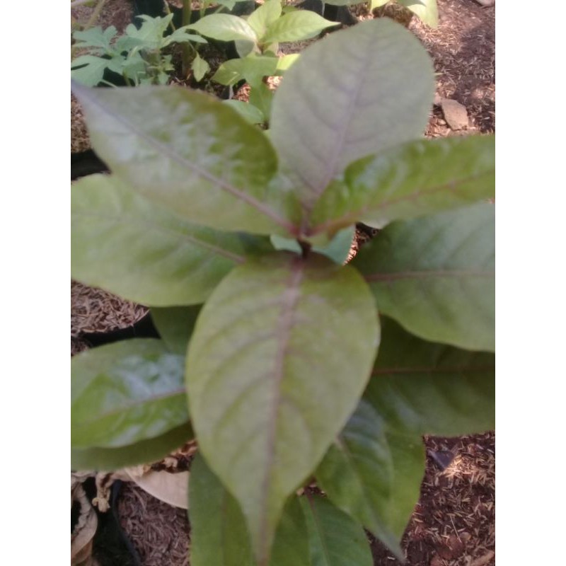 Jual tanaman handeuleum/daun ungu | Shopee Indonesia