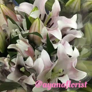 Jual Bunga Lily per tangkai isi 2-3 bunga asli fresh murah ayanaflorist ...
