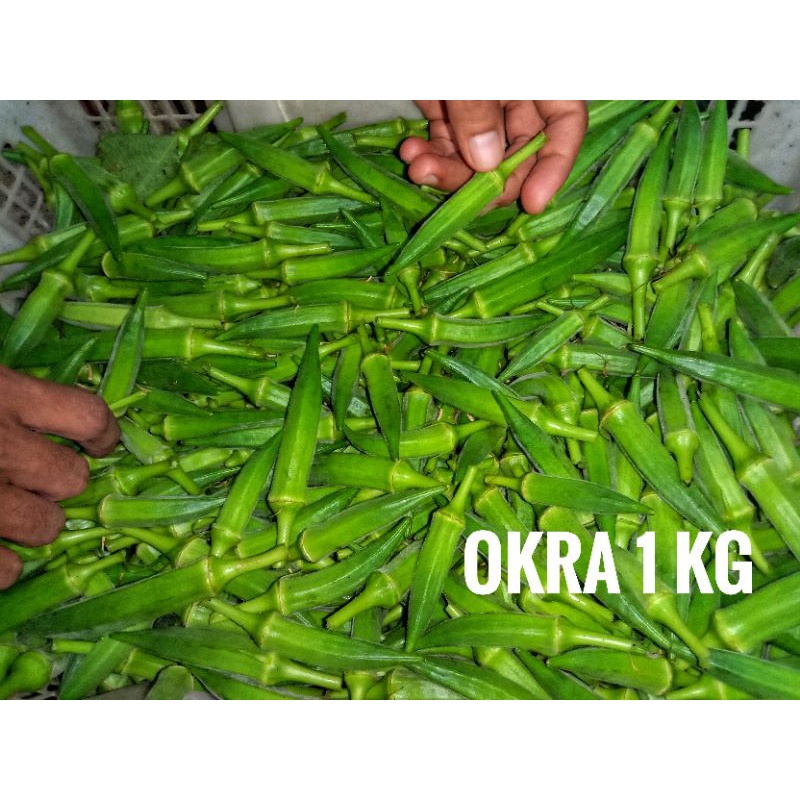 Jual okra 1 kg | Shopee Indonesia