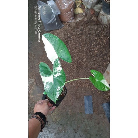 Jual Tanaman Hias sente varigata | Shopee Indonesia