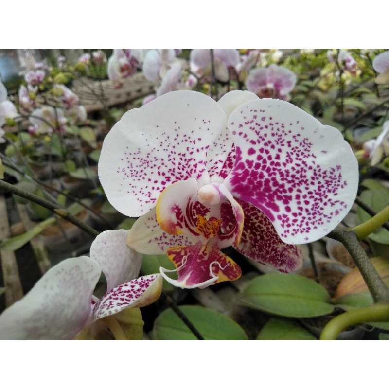 Jual anggrek bulan grade B putih bintik merah putih bintik ungu ...