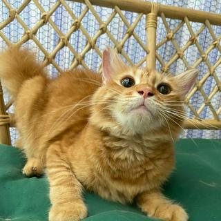 Jual kucing cina Harga Terbaik & Termurah Juni 2024 | Shopee Indonesia