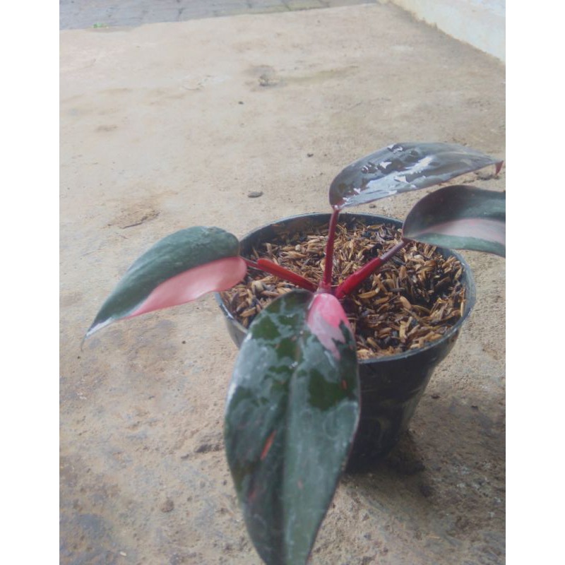 Jual philo pink princess | Shopee Indonesia