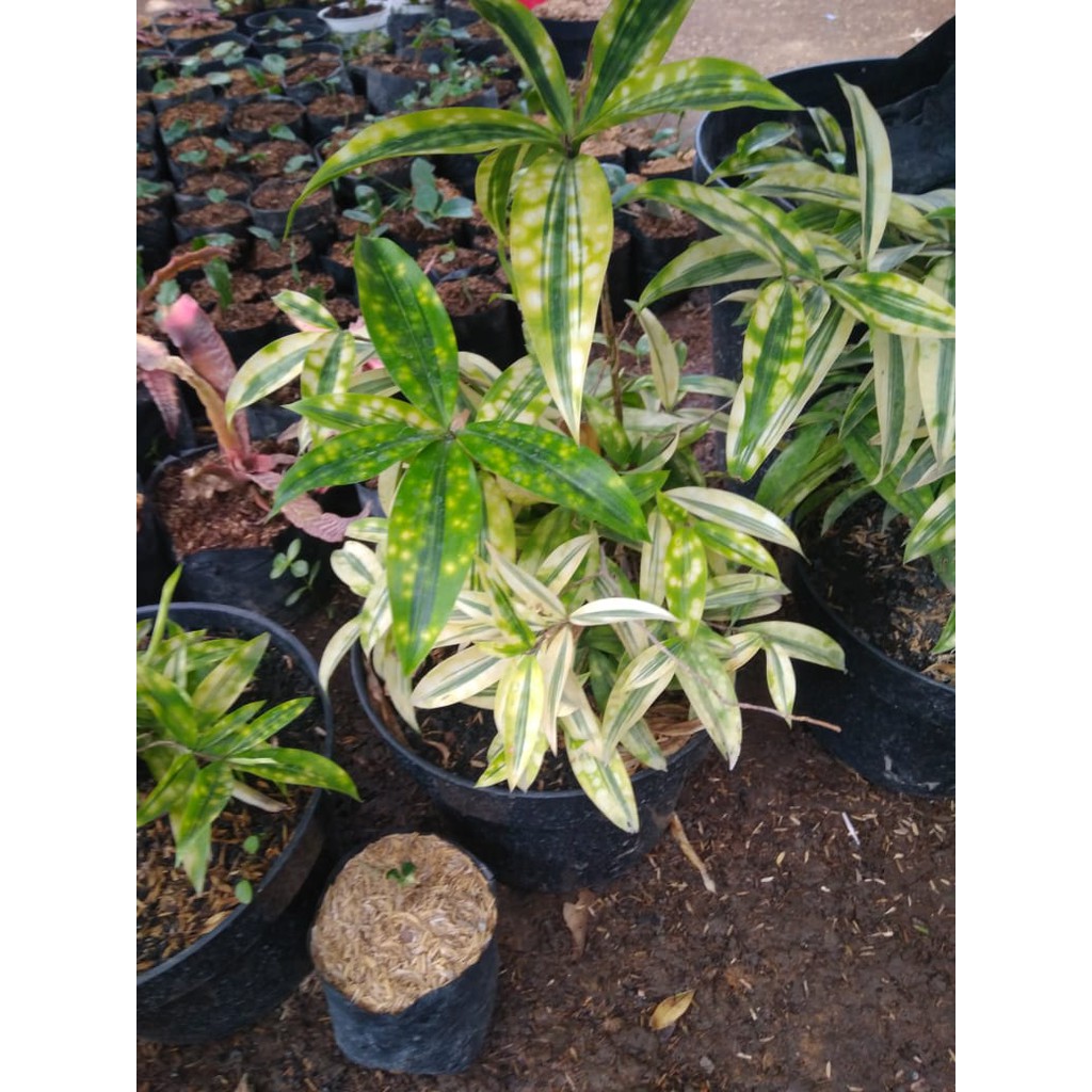 Jual BAMBU FLORIDA | Shopee Indonesia