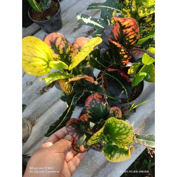 Jual puring apel Soimah pancawati bibit (25-30 cm) | Shopee Indonesia