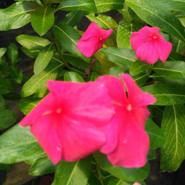 Jual Eceran biji bunga vinca merah muda per 10 biji | Shopee Indonesia