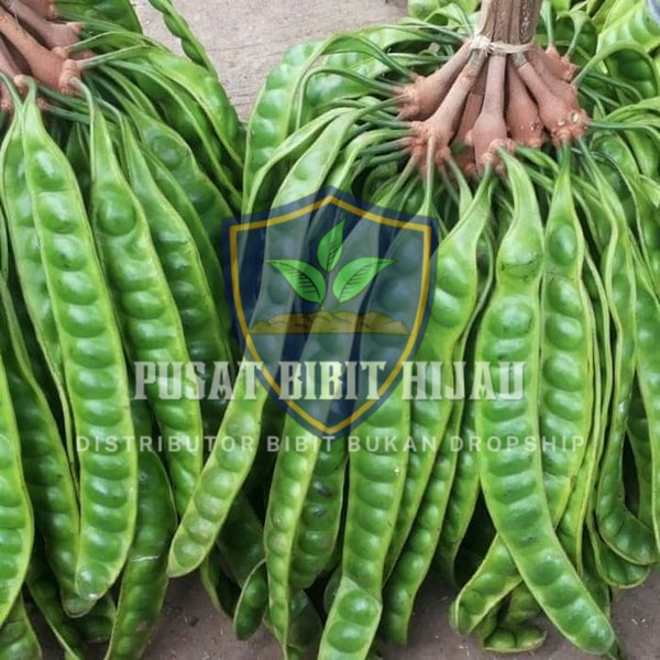 Jual Tanaman Bibit Buah Tanaman Pete/Petai Okulasi Cepat Berbuah ...