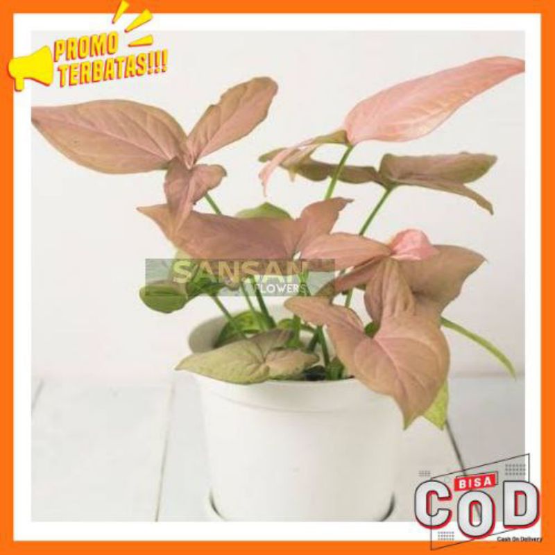 Jual Tanaman Hias Syngonium Pink Mature / Tanaman Hias Syngonium Pink ...