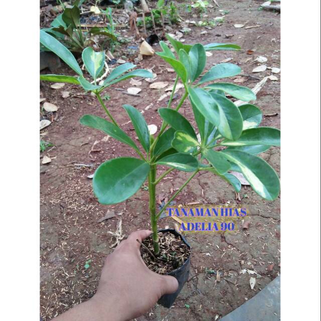 Jual Tanaman hias wali songo hijau kuning | Shopee Indonesia