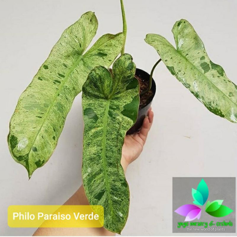 Jual philodendron Paraiso verde pilo corak varigata | Shopee Indonesia