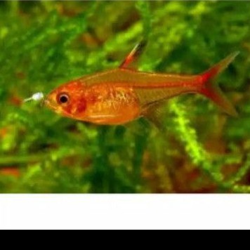 Jual ikan amandae tetra | Shopee Indonesia
