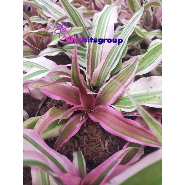 Jual [BISA COD] Tanaman hias bromelia nanas tricolor tanaman bromel 3 ...