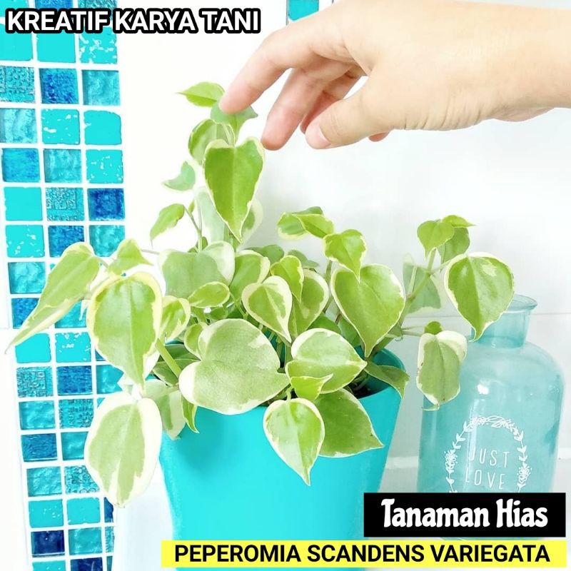 Jual Tanaman hias peperomia terang bulan - Tanaman gantung peperomia ...