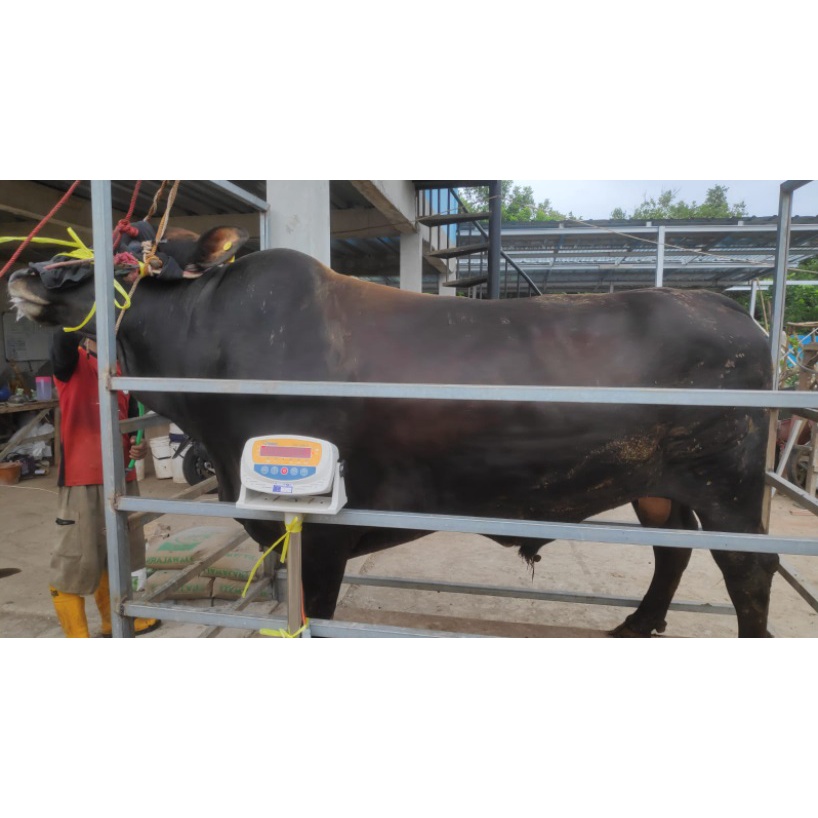 Jual Jual Sapi Qurban 2022 Limousine & Simmental Berat +/- 700Kg ...