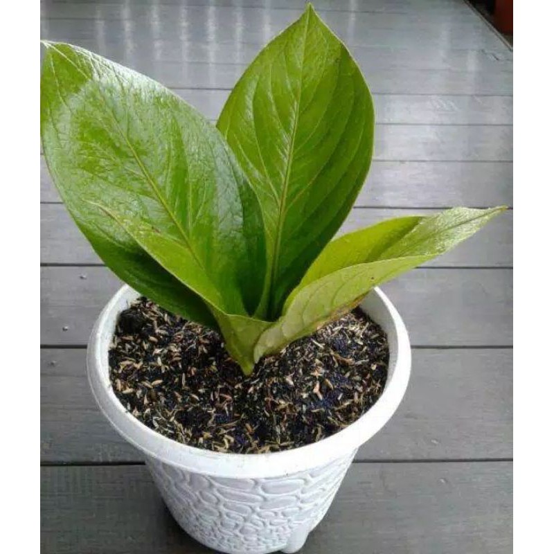 Jual Tanaman hias anthurium jemani cobra--anthurium jemani cobra ...