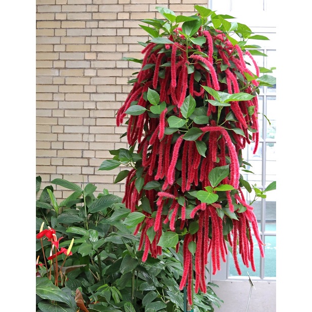 Jual Kedai Benih Bibit Bunga Ekor Kucing Acalypha Hispida ~ 5 Biji ...