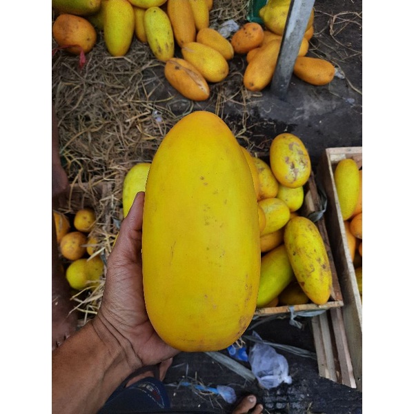 Jual timun suri /1 buah | Shopee Indonesia