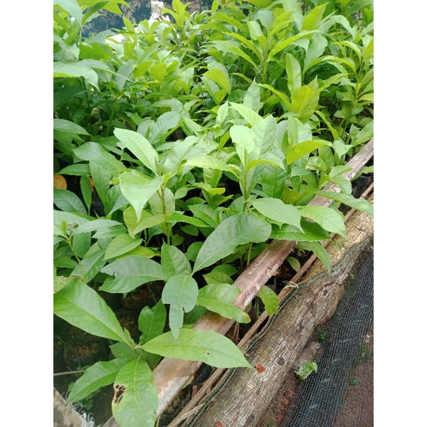 Jual bibit pohon baros,manglid Baros | Shopee Indonesia