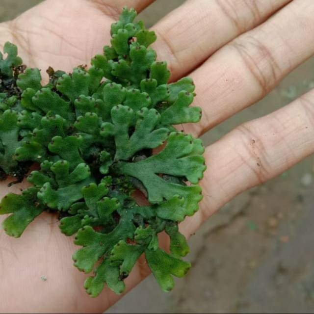 Jual Lumut hati per 100 gr | Shopee Indonesia