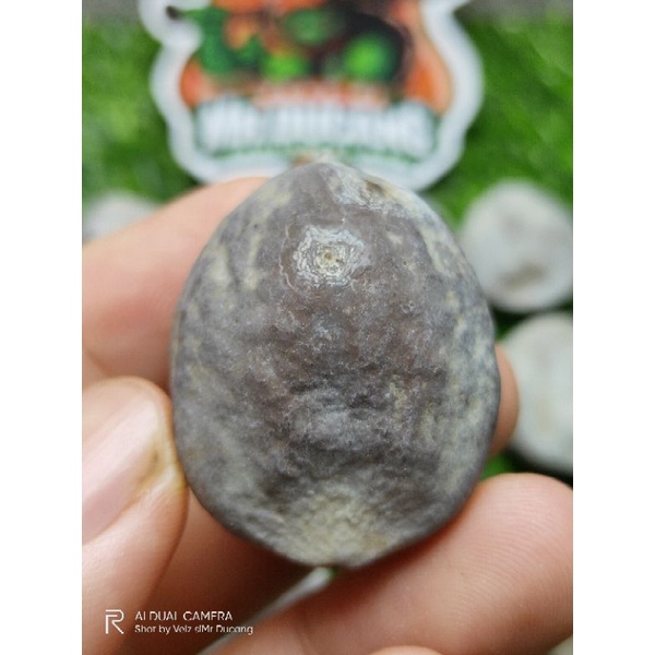 Jual MUNCANG ADU PEDANG CUCUK JAWA ORI 100% | Shopee Indonesia
