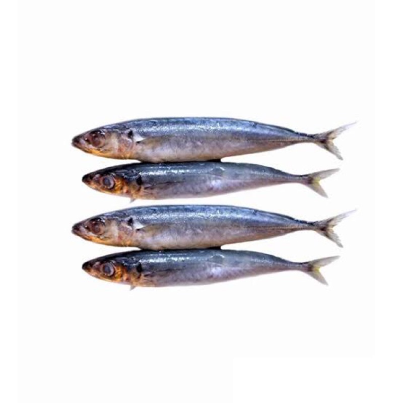 Jual Ikan Dencis Fresh (ikan segar) | Shopee Indonesia