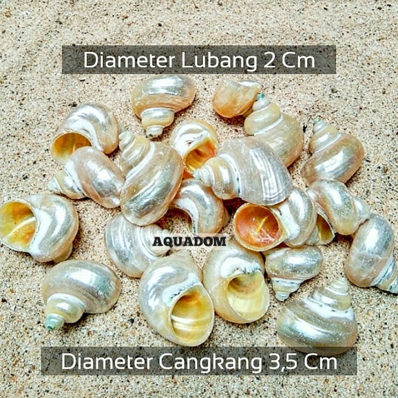 Jual CANGKANG KELOMANG TURBO ARGYROSTOMUS PEARL CANGKANG KERANG | Shopee Indonesia