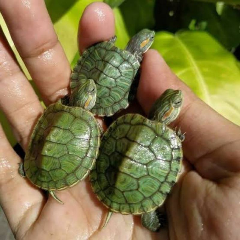 Jual KURA KURA BRAZIL | Shopee Indonesia