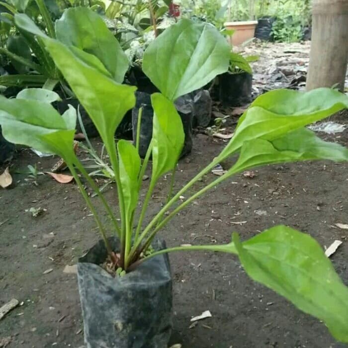 Jual New bibit tanaman daun sendokan atau ki urat | Shopee Indonesia
