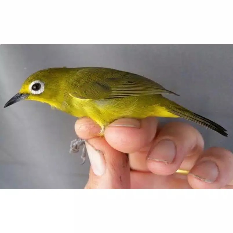 Jual Burung P l e c i Dakun Lokal Pacitan | Shopee Indonesia