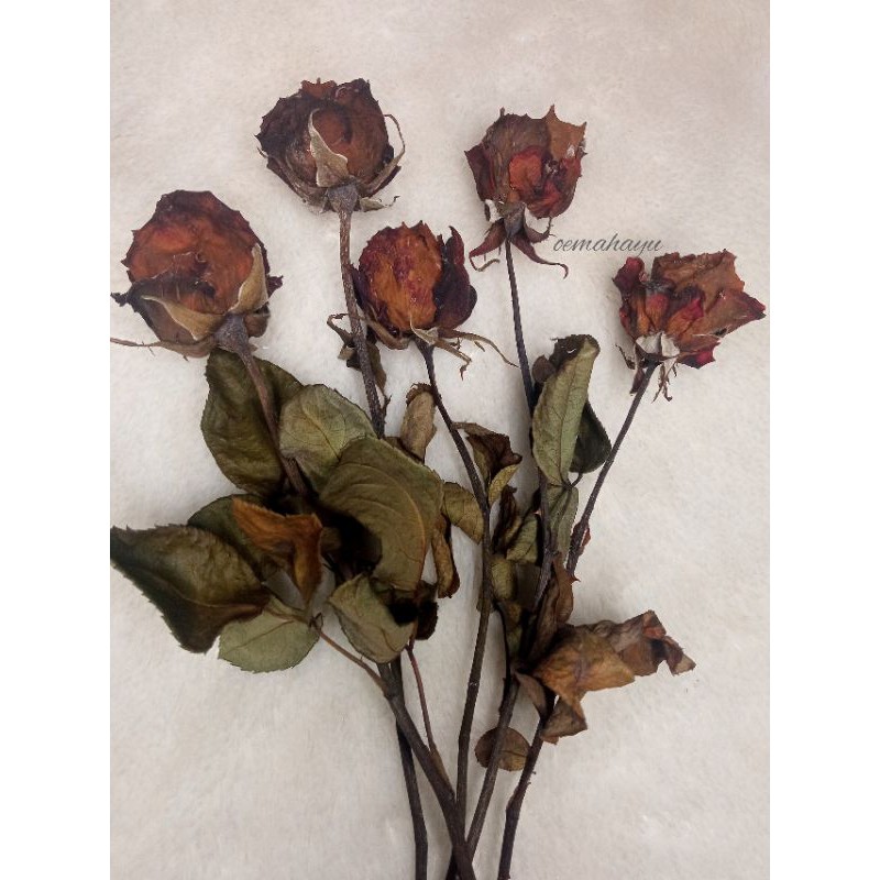 Jual BUNGA MAWAR KERING | DRIED FLOWER | DRIED ROSE | RUSTIC | BUNGA ...