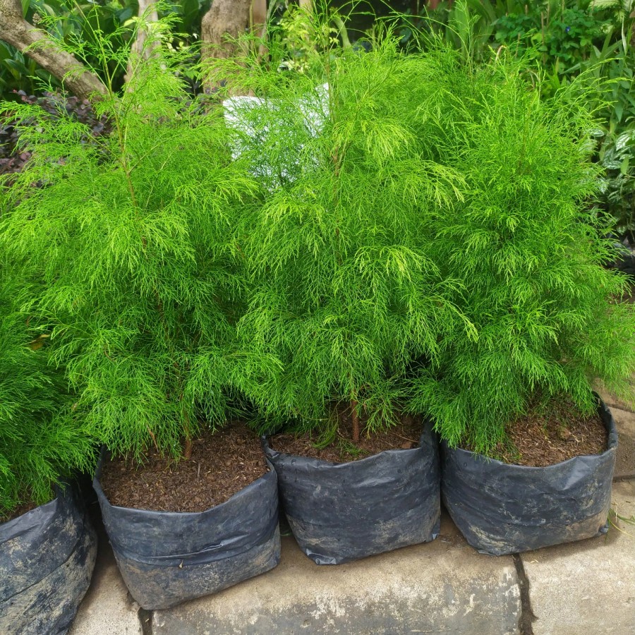 Jual Tanaman cemara balon | Shopee Indonesia