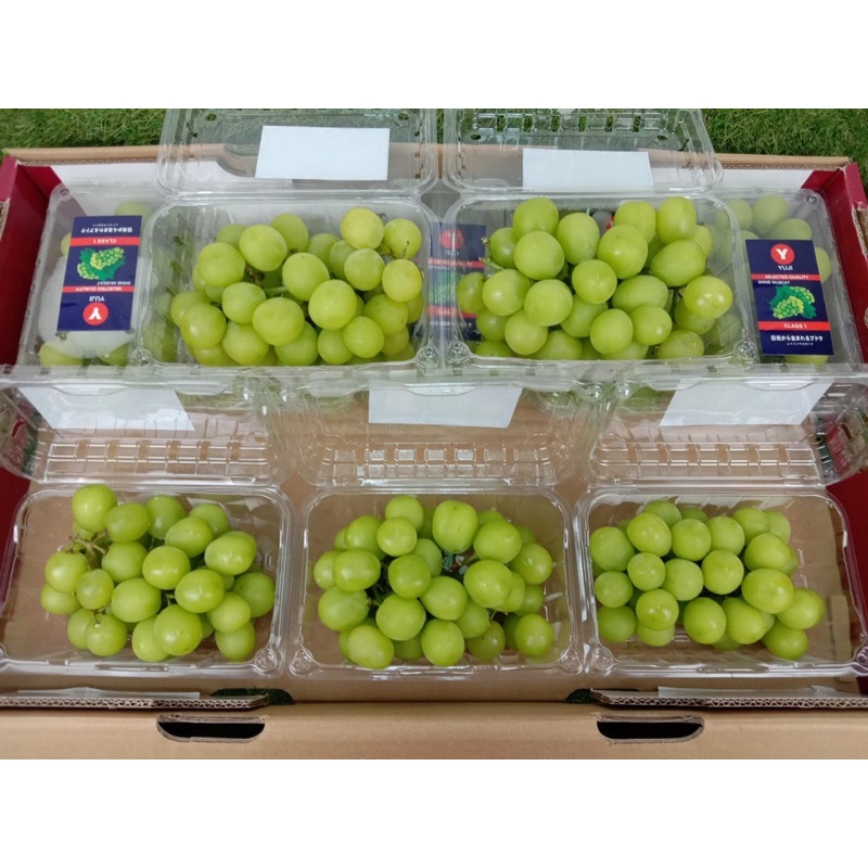 Jual Anggur Shine Muscat YUJI Manis 10 pack X 500 grm / box | Shopee ...