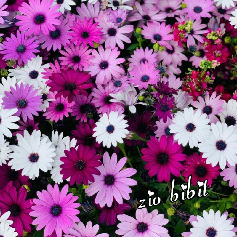 Jual Biji benih bunga daisy south african marigold osteospermum ...