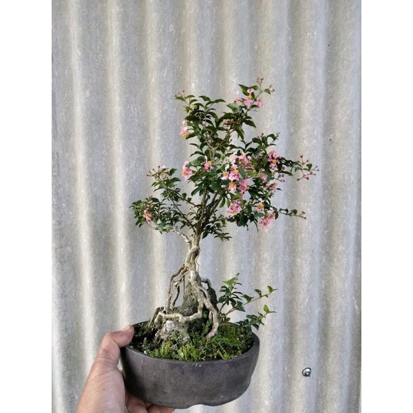 Jual bibit bunga sakura micro daun kecil | Shopee Indonesia