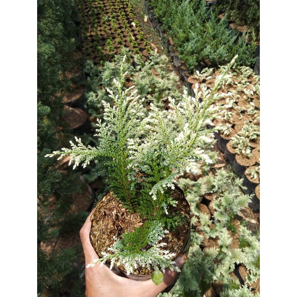 Jual Cemara inoki putih | Shopee Indonesia