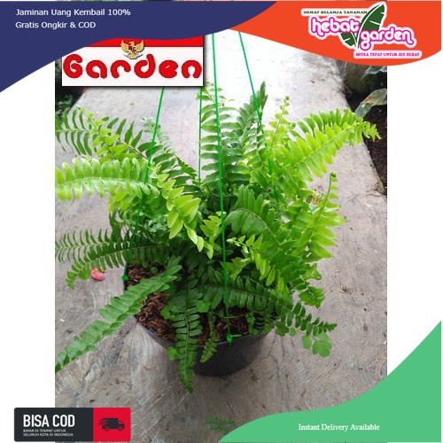 Jual Pakis boston-Nephrolepis exaltata | Shopee Indonesia