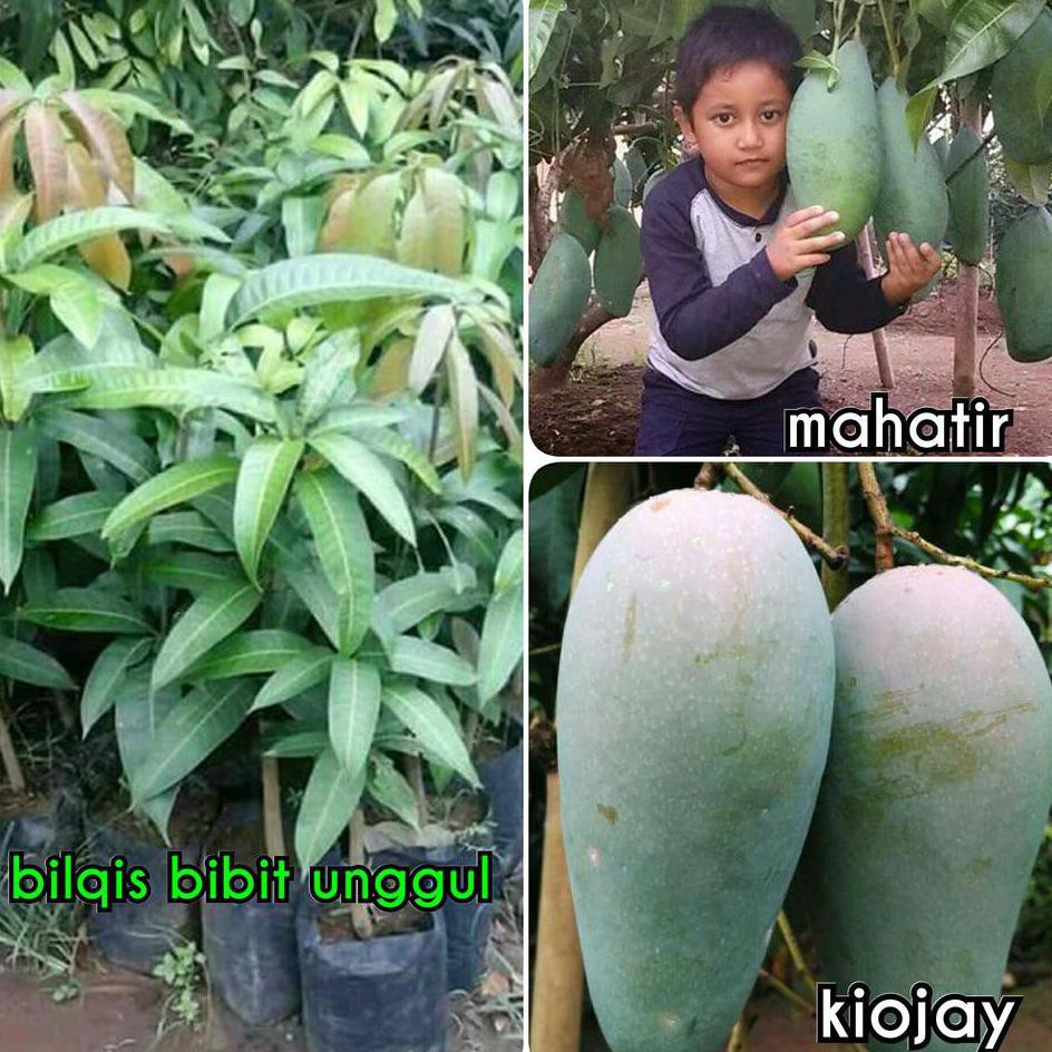 Jual dm19 Termurah Bibit Mangga Mahatir Dan Mangga Kiojay Dua Jenis ...