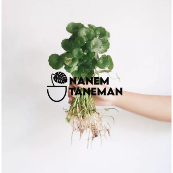 Jual Nanem Taneman - Pegagan Air - Tanpa Media - Seikat | Shopee Indonesia