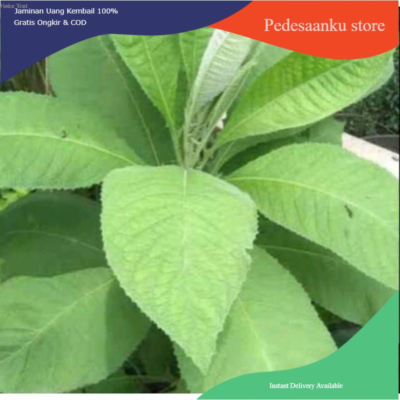 Jual Daun sembung segar- Daun sembung fress 100gram | Shopee Indonesia