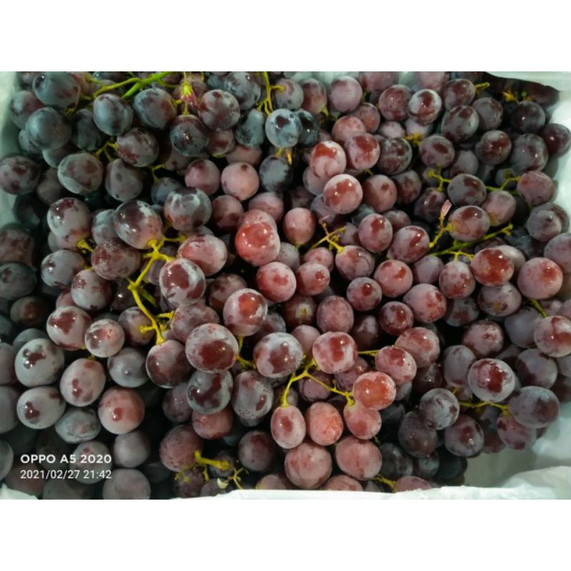 Jual buah anggur merah AUS|500gram|nuri fruits|buah segar bandung|buah ...