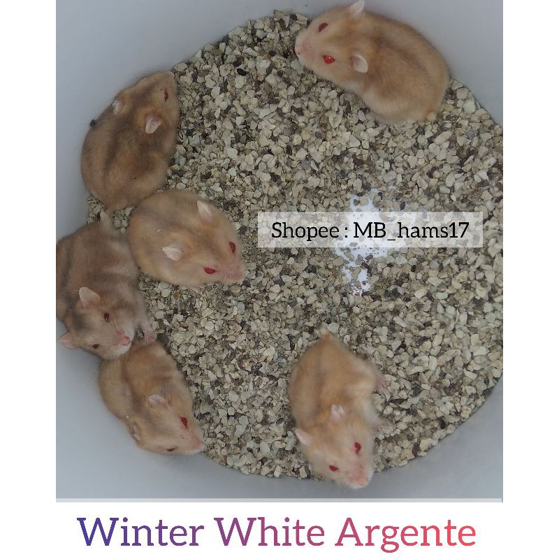 Jual Hamster Winter White Blue Argente Murah/ Termurah | Shopee Indonesia