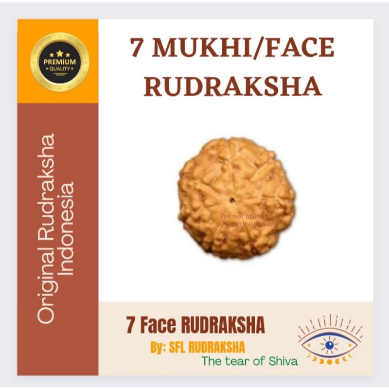 Jual 8 PCS 7 MUKHI RUDRAKSHA JENITRI sudah ada lobang size 17mm up | Shopee Indonesia