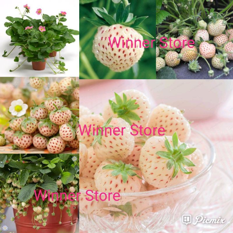Jual Bibit Benih Buah Strawberry Putih (5 Butir) | Shopee Indonesia
