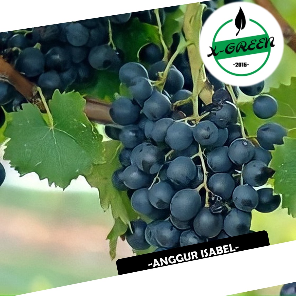 Jual Pohon Buah Anggur Isabella 3 Batang Merah Hitam Hijau - (X-Green ...